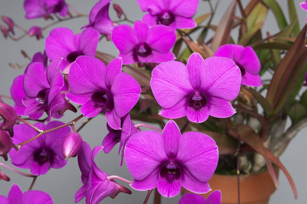 【やや傷や汚れあり】洋蘭 原種 デンドロ Den. bigibbum var. compactum 濃色 良形 選別個体 小型 ミニ ...