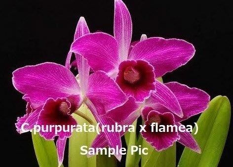 【その他】HIF洋蘭 541 C. purpurata x sib. ( venosa 'Daniela' x sanguinea ...