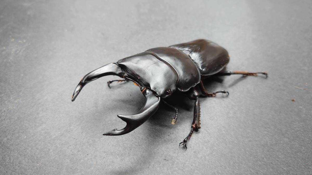 【未使用】【絶煩Tajinyo】♂83.0mm(91.0mm同腹) ♀53.5m(♂89.0mm異腹) 能勢YG 新成虫ペア オオクワガタ の ...