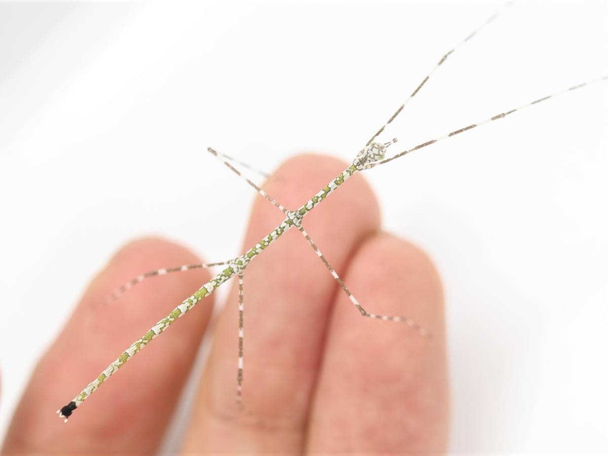 【未使用】希少種 Ramulus sp. Togean Islands 卵30個 ナナフシ コノハムシの落札情報詳細 - ヤフオク落札価格検索 ...