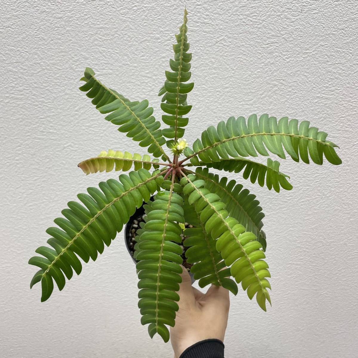 【新品】ビオフィツムsp.シルバーライン (Biophytum sp.) ② の落札情報詳細| ヤフオク落札価格情報 オークフリー
