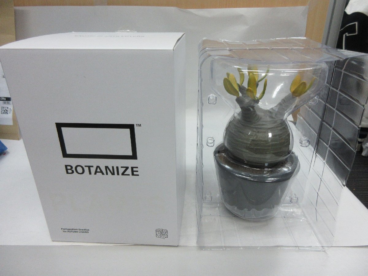 【未使用に近い】☆1000円～ 開封品 ボタナイズ BOTANIZE PLANTS Pachypodium Gracilius var.AUTUMN LEAVESの落札情報詳細 - ヤフオク ...