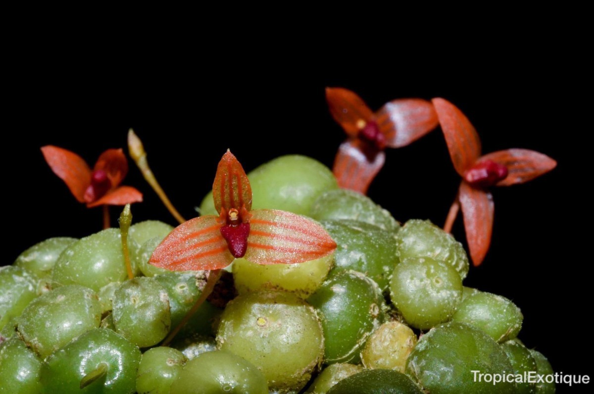 【未使用】洋蘭原種 (807) 良株 Bulb. moniliforme バルボフィラム モニリフォルメの落札情報詳細 - ヤフオク落札価格 ...