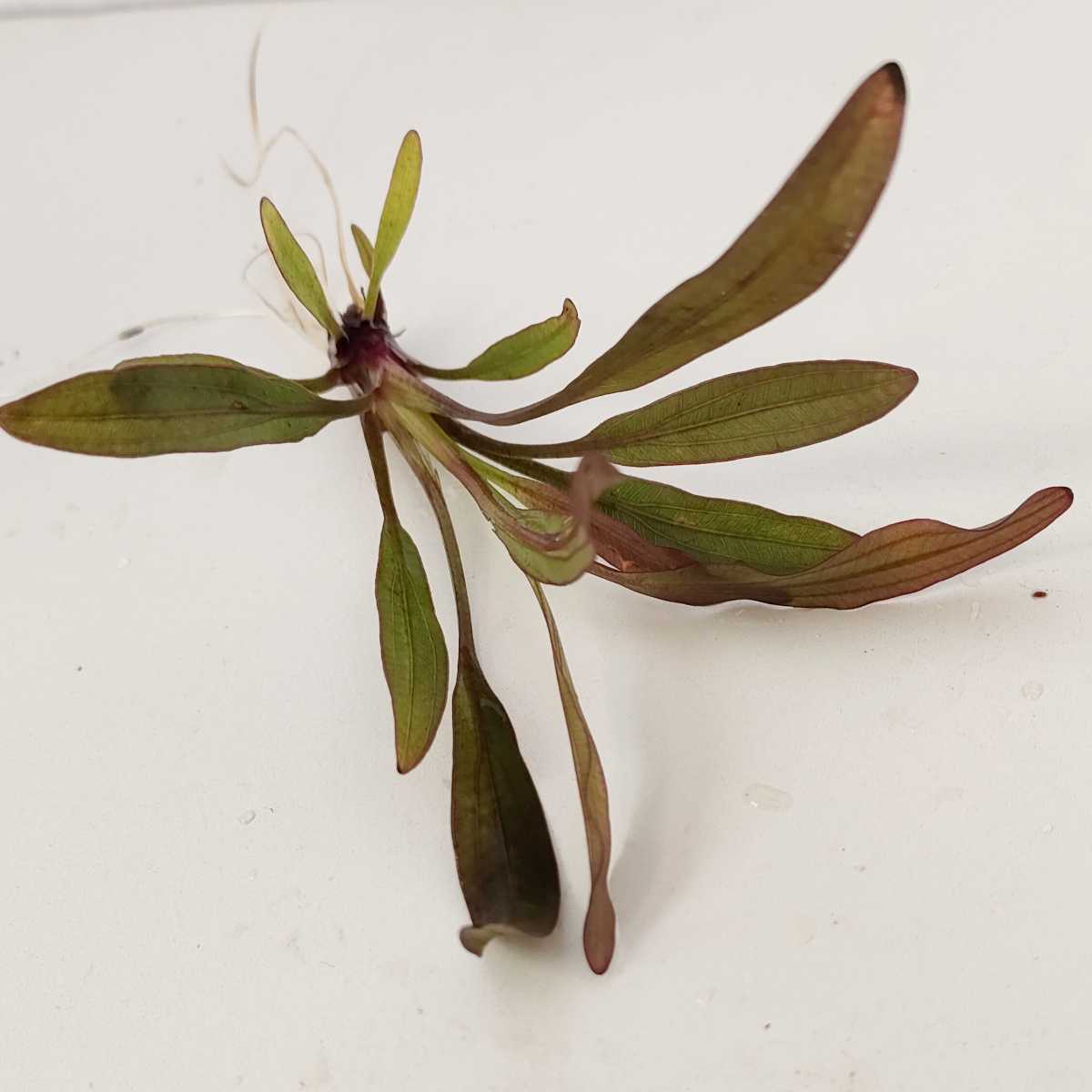 【未使用】EC58. ★国産エキノドルス レッドデビル 約12cm 1株 の落札情報詳細| ヤフオク落札価格情報 オークフリー