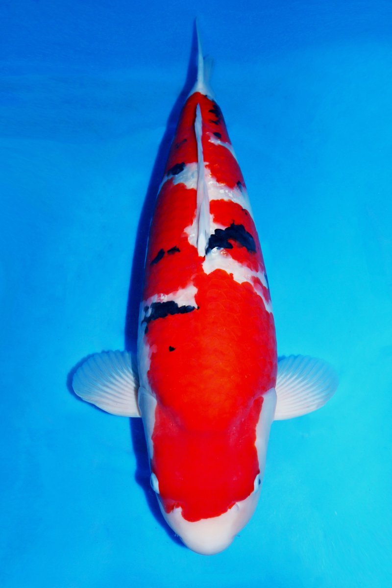 【未使用】【魚酔#SP999】【2022ラスト出品】★☆★大晦日SP2022★☆★ 今年も一年大変お世話になりました！ 2020年産 SP大正 ...