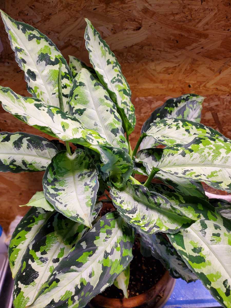 【未使用】アグラオネマ ピクタム キャッスルAglaonema pictum:Castle:PDNC from padang[AZ1012-10b]の落札情報詳細 - ヤフオク落札価格検索 ...