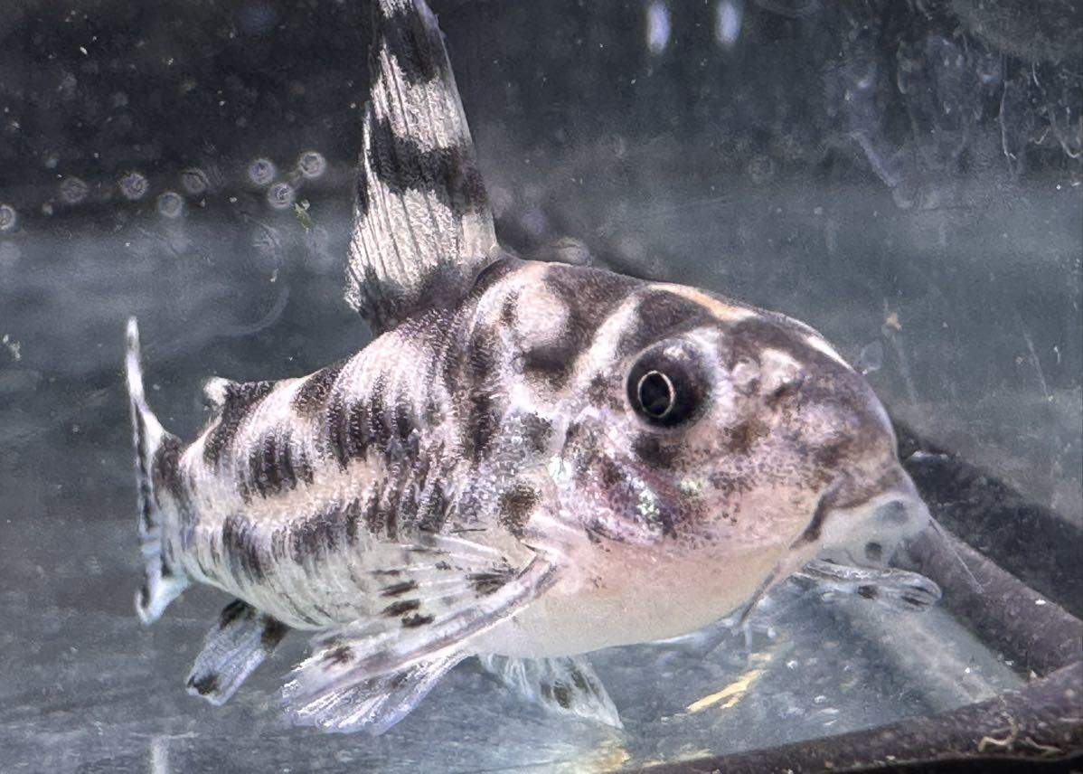 【未使用】ゼブリーナ cw111 ワイルド f1個体 2匹の落札情報詳細 - ヤフオク落札価格検索 オークフリー