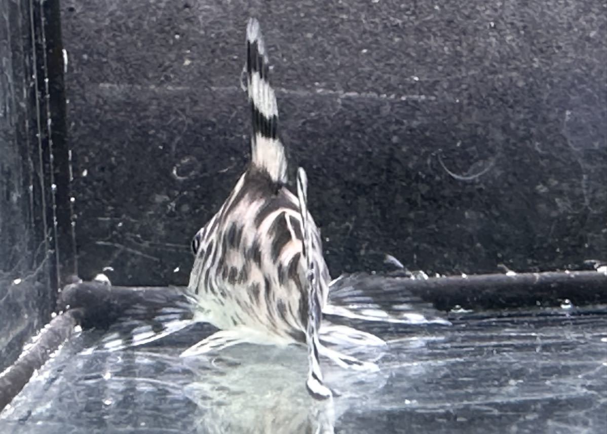 【未使用】ゼブリーナ cw111 ワイルド f1個体 2匹の落札情報詳細 - ヤフオク落札価格検索 オークフリー