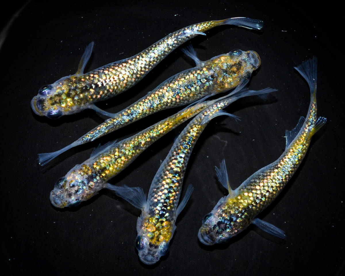 【未使用】サボラメ イエロー 若魚（2022年産まれ） オス2 メス3(現物出品) ikahoff U-0423-27181-aの落札情報詳細 ...
