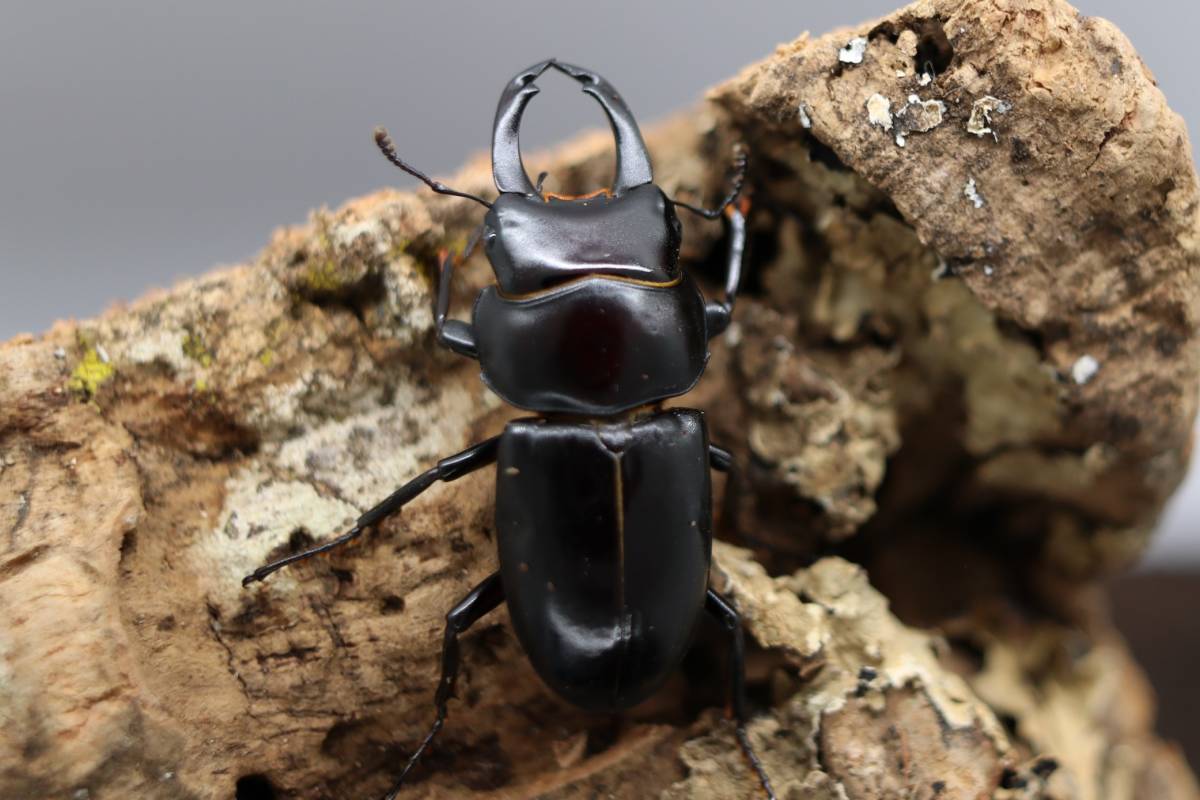 【未使用】★★ウーコクワ ウーコクワガタ ペア（ コクワガタ コクワ ）日曜発送予定★★の落札情報詳細 - ヤフオク落札価格検索 オークフリー