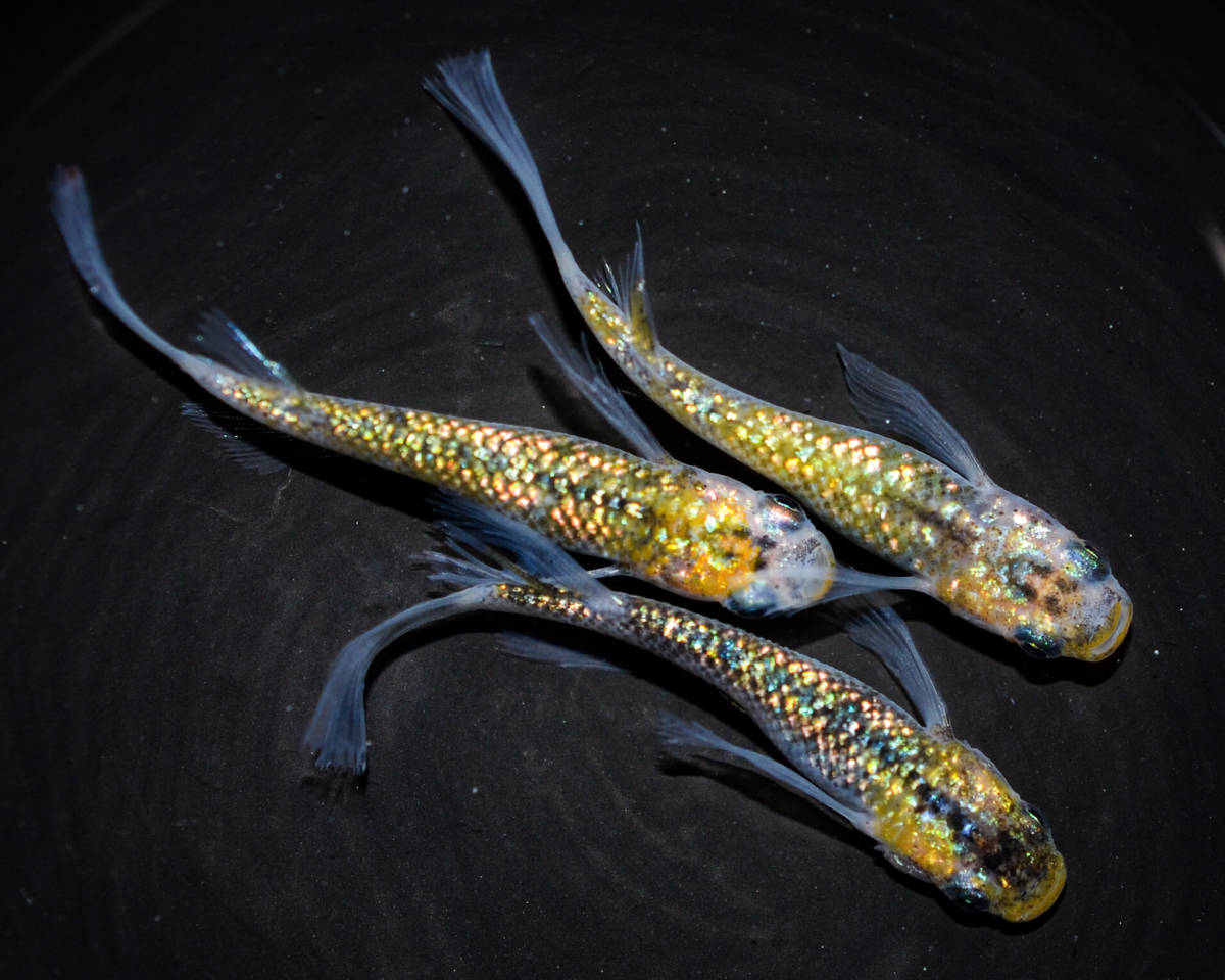 【未使用】サボラメ RLF 若魚（2022年産まれ） オス1 メス2(現物出品) ikahoff V-0521-27850-aの落札情報詳細 - ヤフオク落札価格検索 オークフリー