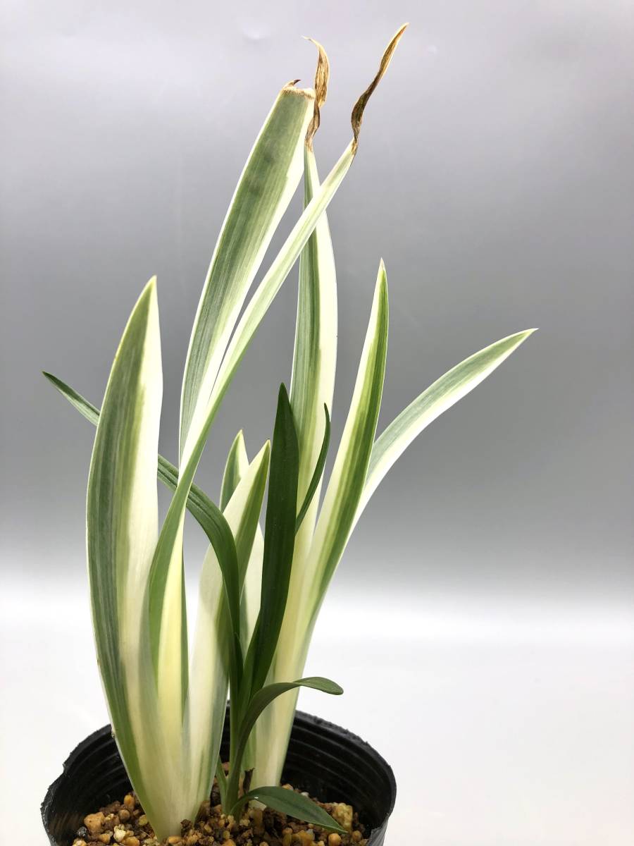 【未使用】0528-38 ジャーマンアイリス 【白縞】 レアプランツ/珍しい植物/山野草/古典園芸/盆栽/庭木/の落札情報詳細 - ヤフオク落札価格検索 オークフリー