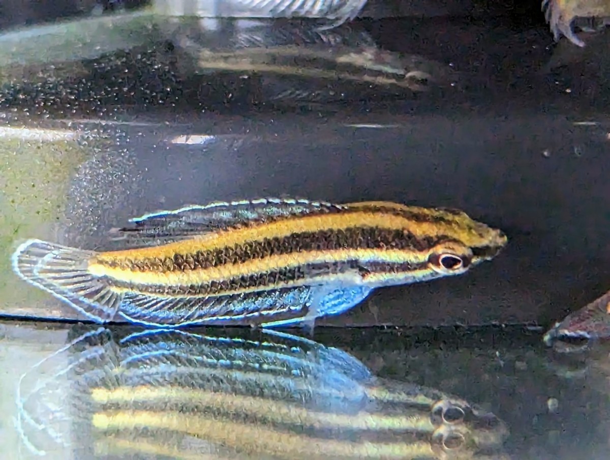 【目立った傷や汚れなし】《toto fish》パロスフロメヌス センタン ワイルド個体 約2〜3cm 10匹セット リコリスグラミー 綺麗 ...