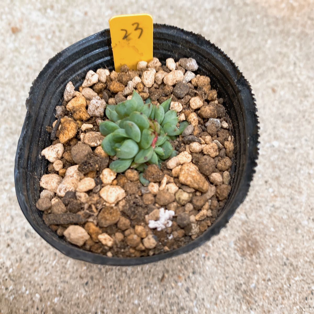 【目立った傷や汚れなし】23 テラローザ 多頭 写真現物 2号 抜き苗 多肉植物 寄せ植えにも♪ Seewee_Succulentsの落札情報 ...