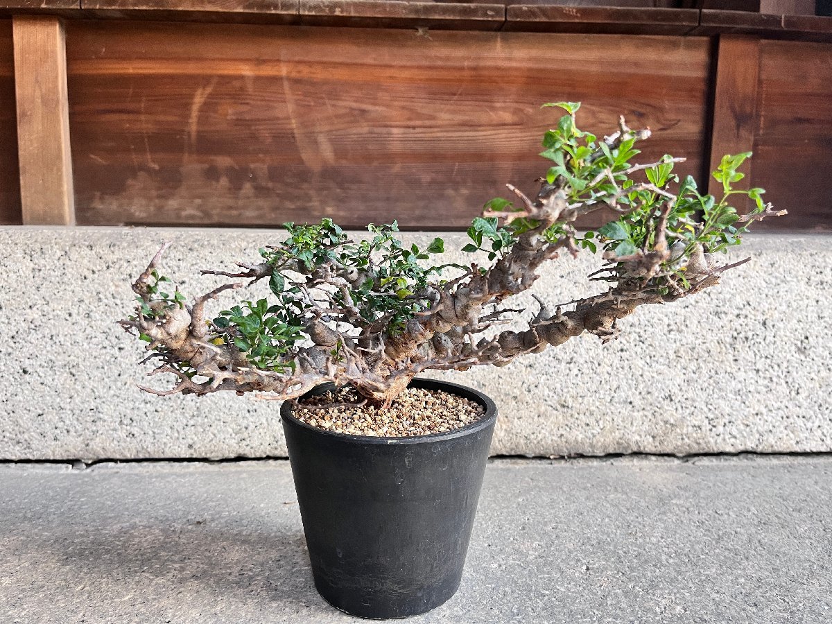 【目立った傷や汚れなし】発根済株② Commiphora Sp Eyl コミフォラ エイル Triad Plantsの落札情報詳細 4863
