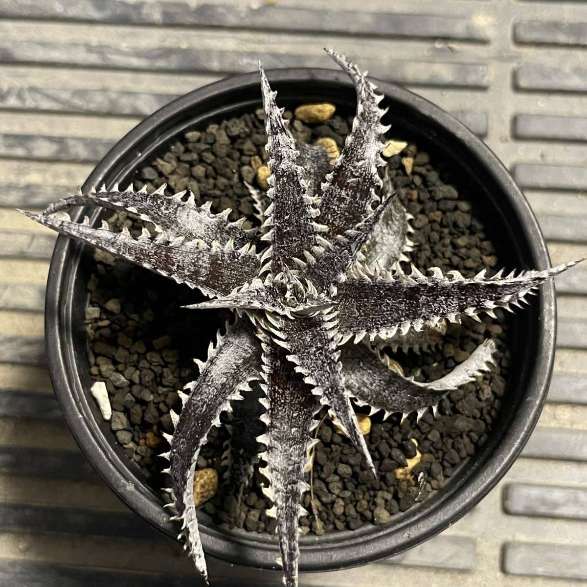 【目立った傷や汚れなし】Dyckia-California × Bill Paylen ディッキア-カリフォルニア × ビルペイレンの落札情報 ...