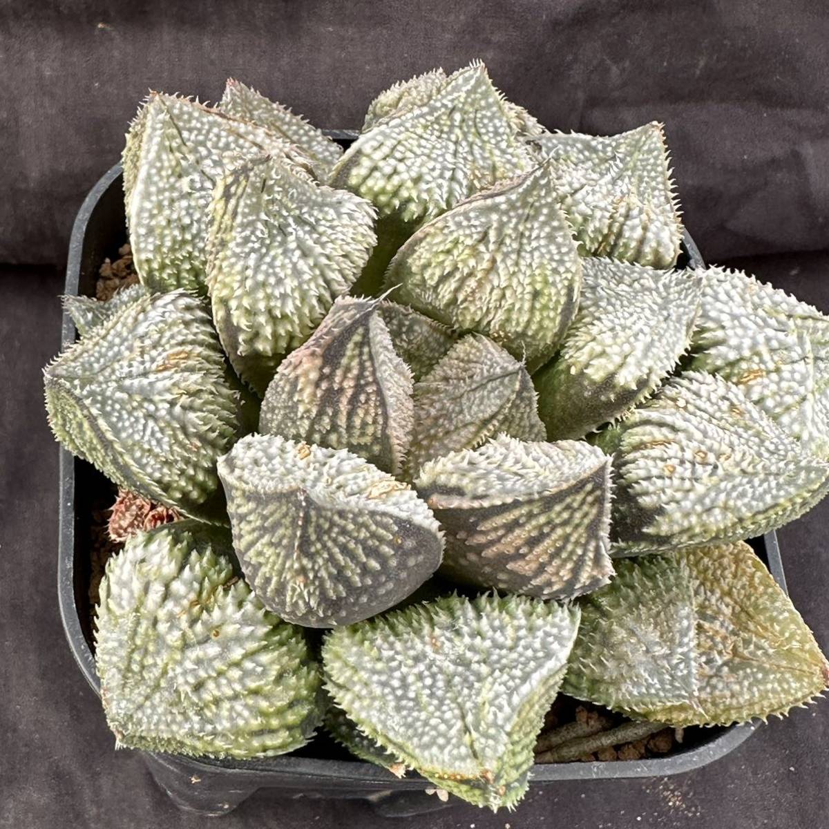 【目立った傷や汚れなし】★サボテン・多肉植物★892★ハオルシア エンジェル Haworthia wimii hyb. ★ハオルチアの落札情報詳細 - Yahoo!オークション落札価格検索 ...