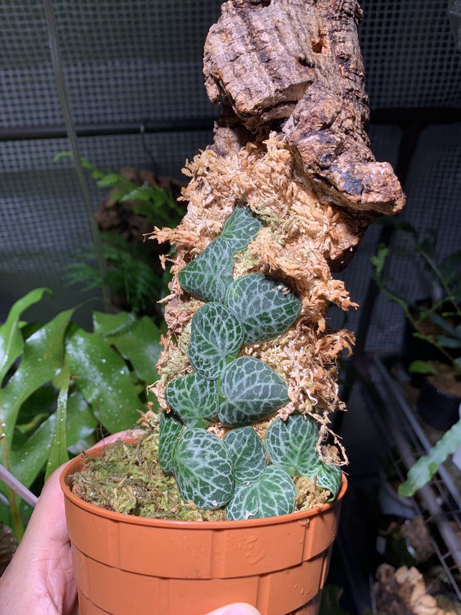 【未使用】Rhaphidophora cryptantha パプアニューギニア島産 ツル 熱帯植物 観葉植物 水槽 テラリウムの落札情報詳細 - Yahoo!オークション落札価格検索 オークフリー