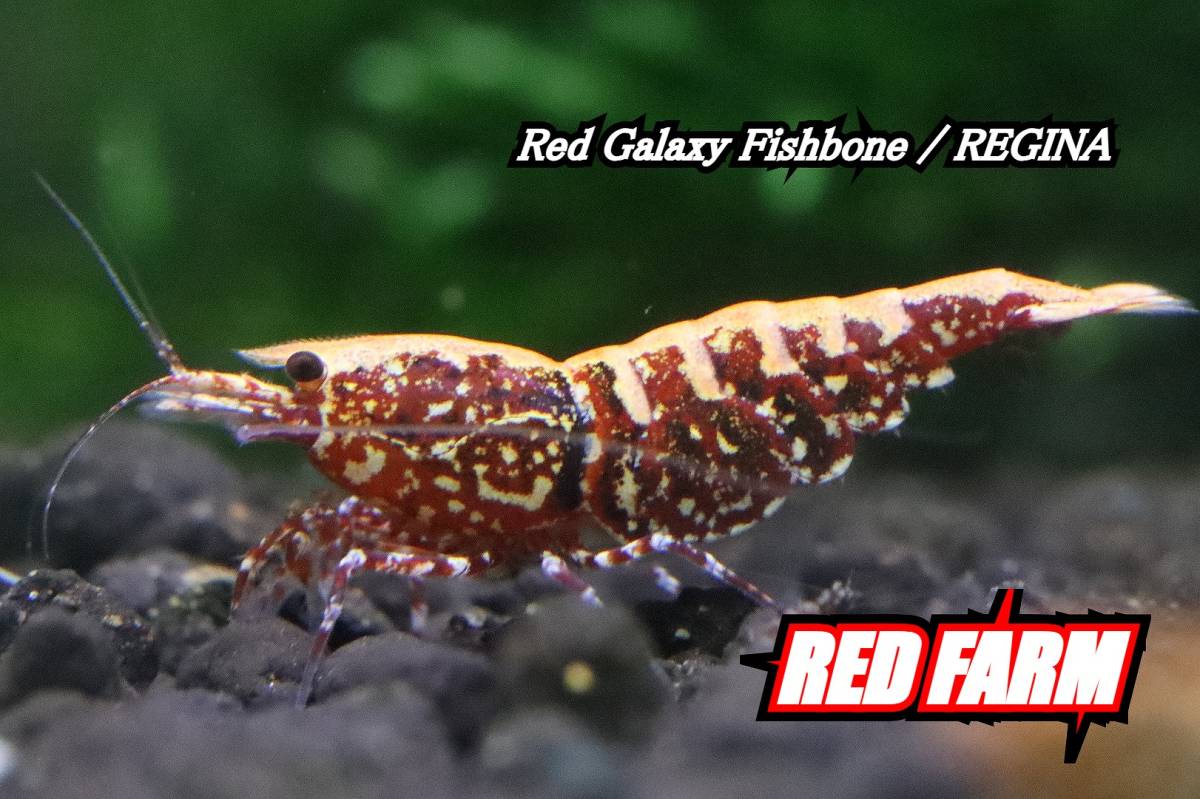 【未使用】【RED FARM】 特選 ★ Red Galaxy /“ REGINA high-grade pair“ ★ (抱卵個体1匹含 ...