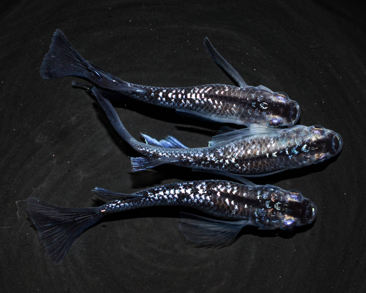 【未使用に近い】クラウドグレーダイヤ RLF（2023年産まれ） オス1 メス2(現物出品) ikahoff Y-0927-31297-aの落札情報詳細 - ヤフオク落札価格検索 オークフリー