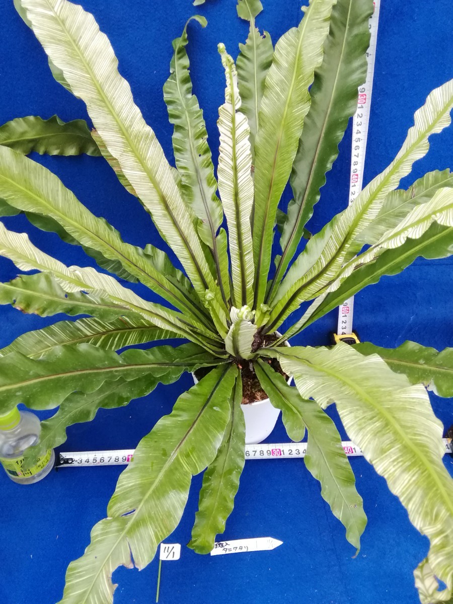 【やや傷や汚れあり】no1101 斑入り 古典 シダ 斑入タニワタリ 観葉植物 の落札情報詳細 Yahooオークション落札価格検索 オークフリー