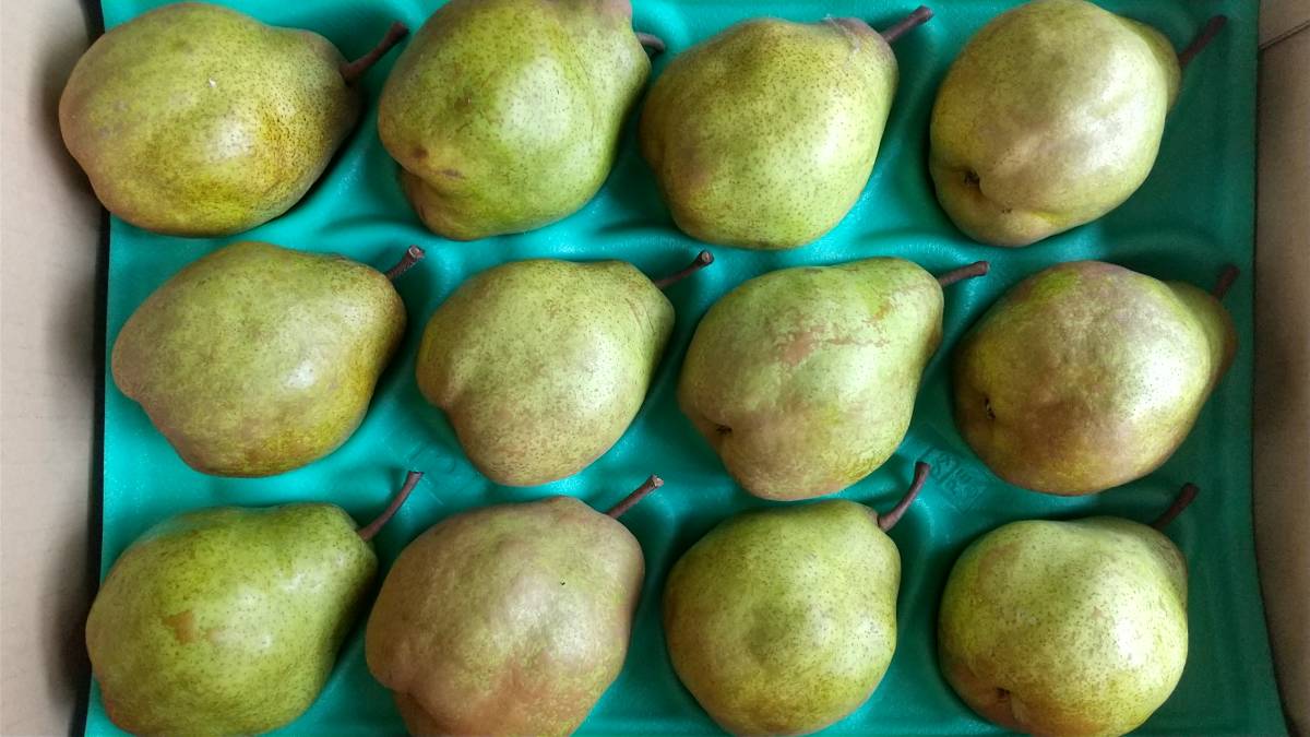 【未使用】シルバーベル(西洋なし) 10kg 5L 12玉 4L 14玉の落札情報詳細 - Yahoo!オークション落札価格検索 オークフリー