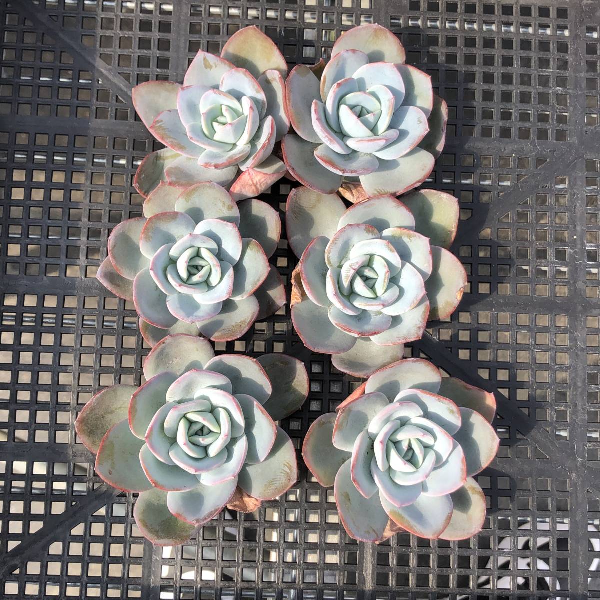 【未使用】多肉植物6個 1121-K104 ブレランド *送料調整 入札前に確認してください。* エケベリア カット苗の落札情報詳細 - Yahoo!オークション落札価格検索 オークフリー