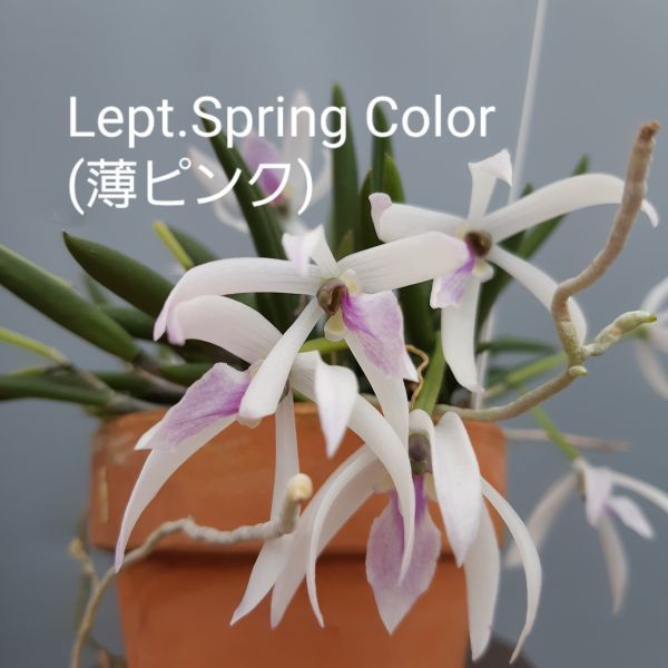 【目立った傷や汚れなし】6972【つぼみ付き株】レプトテス スプリング カラー ② Lpts.Spring Color 洋蘭 交配種 ...