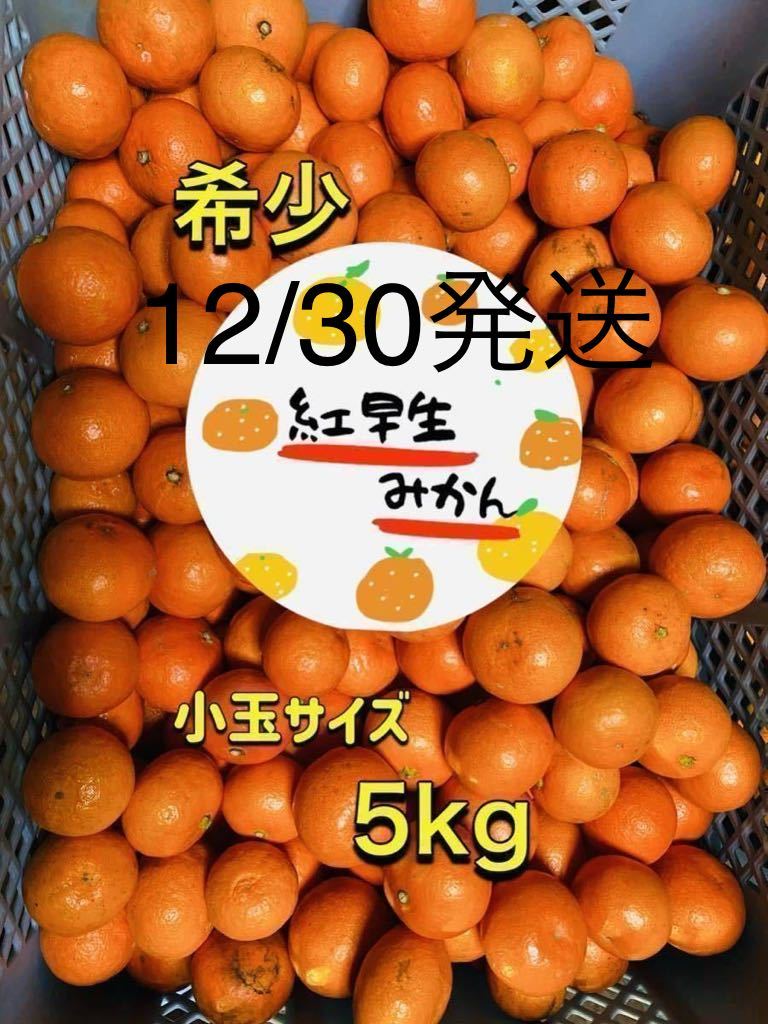 【未使用】希少！紅早生みかん 5kg2の落札情報詳細 - Yahoo!オークション落札価格検索 オークフリー