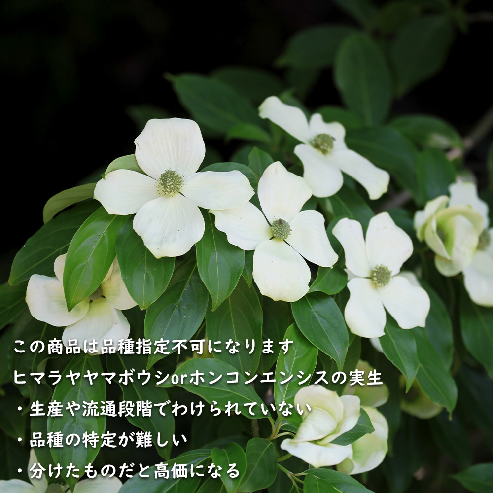 【未使用】常緑ヤマボウシ 単木 1.7m 露地 苗木の落札情報詳細 - Yahoo!オークション落札価格検索 オークフリー