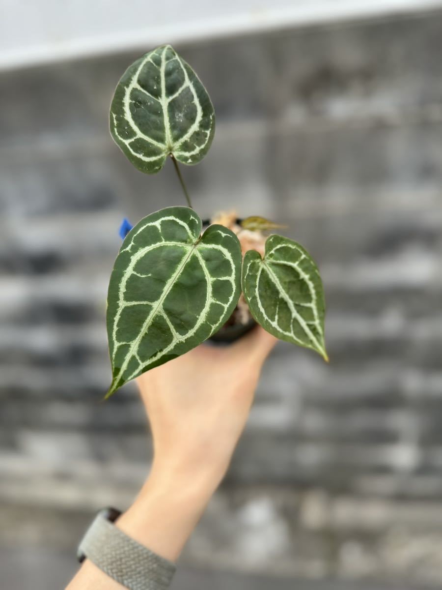 【未使用に近い】【anthuroom】Anthurium Docblock Black widow x Michelle x Red ...