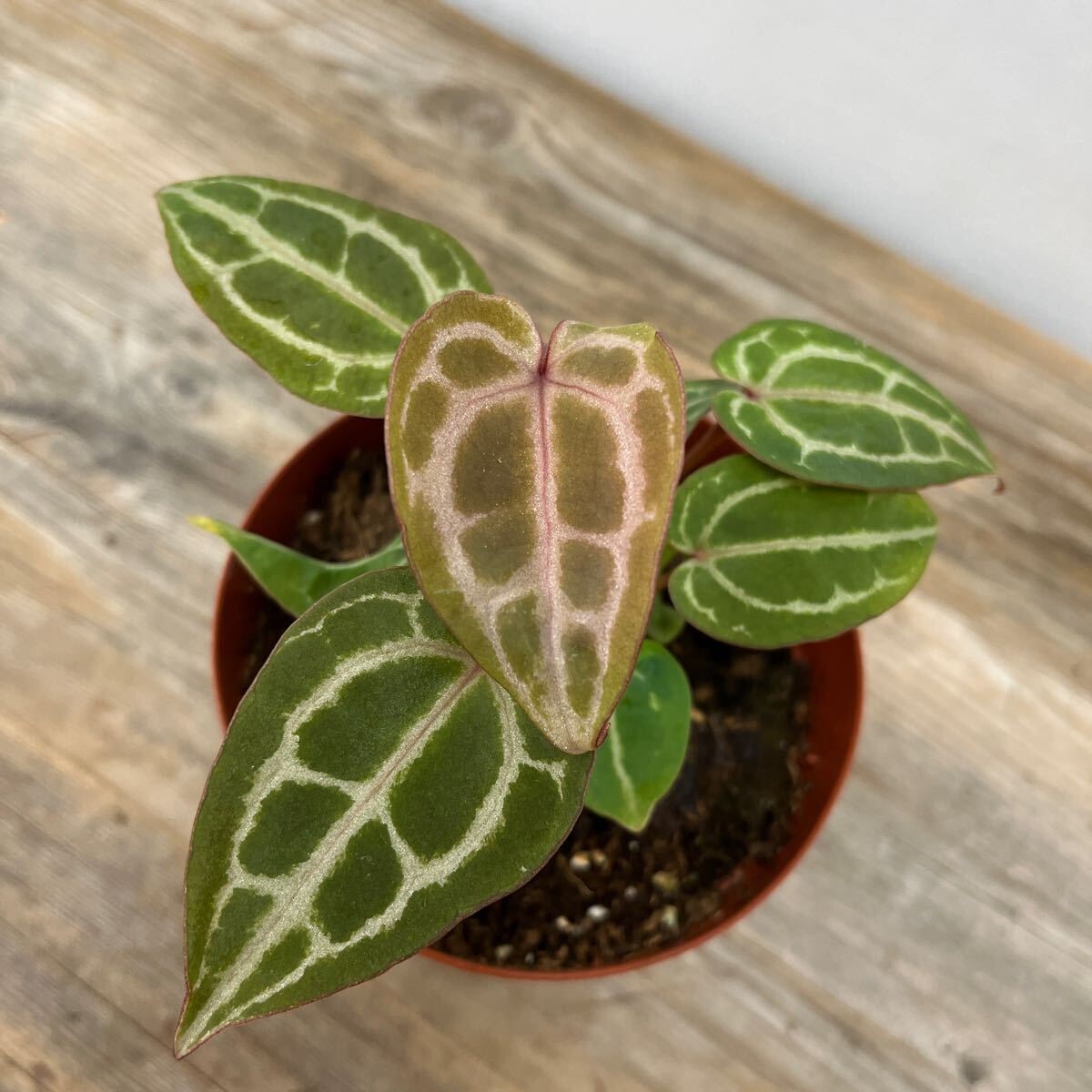 【やや傷や汚れあり】⑤ドックブロック アンスリューム・ミッシェル Anthurium 'Michelle' by DOCBLOCKの落札情報 ...