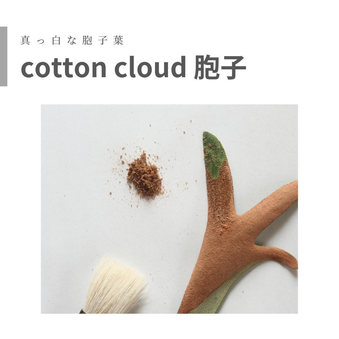 【未使用に近い】[胞子] cotton cloud コットンクラウド ビカクシダの落札情報詳細 - Yahoo!オークション落札価格検索 オークフリー