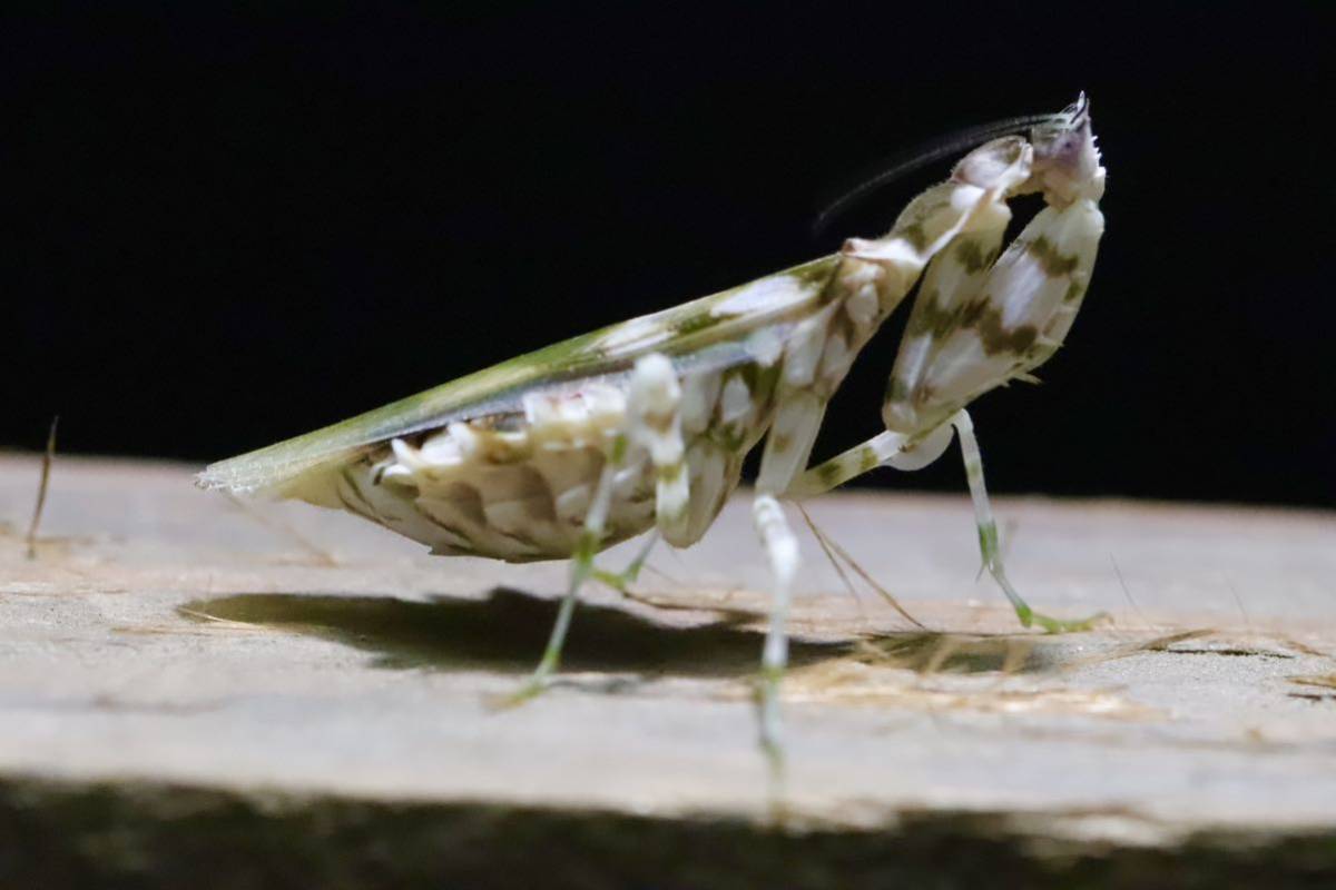 【未使用】Harpagomantis tricolor 3齢〜4齢 CB カマキリの落札情報詳細 - ヤフオク落札価格検索 オークフリー