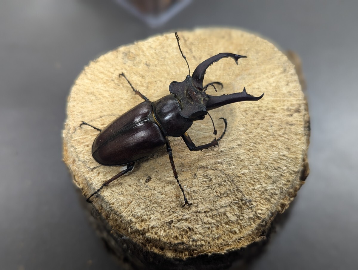 【傷や汚れあり】ベトナム便wild ゲアンミヤマ♂50upペア②の落札情報詳細 - ヤフオク落札価格検索 オークフリー