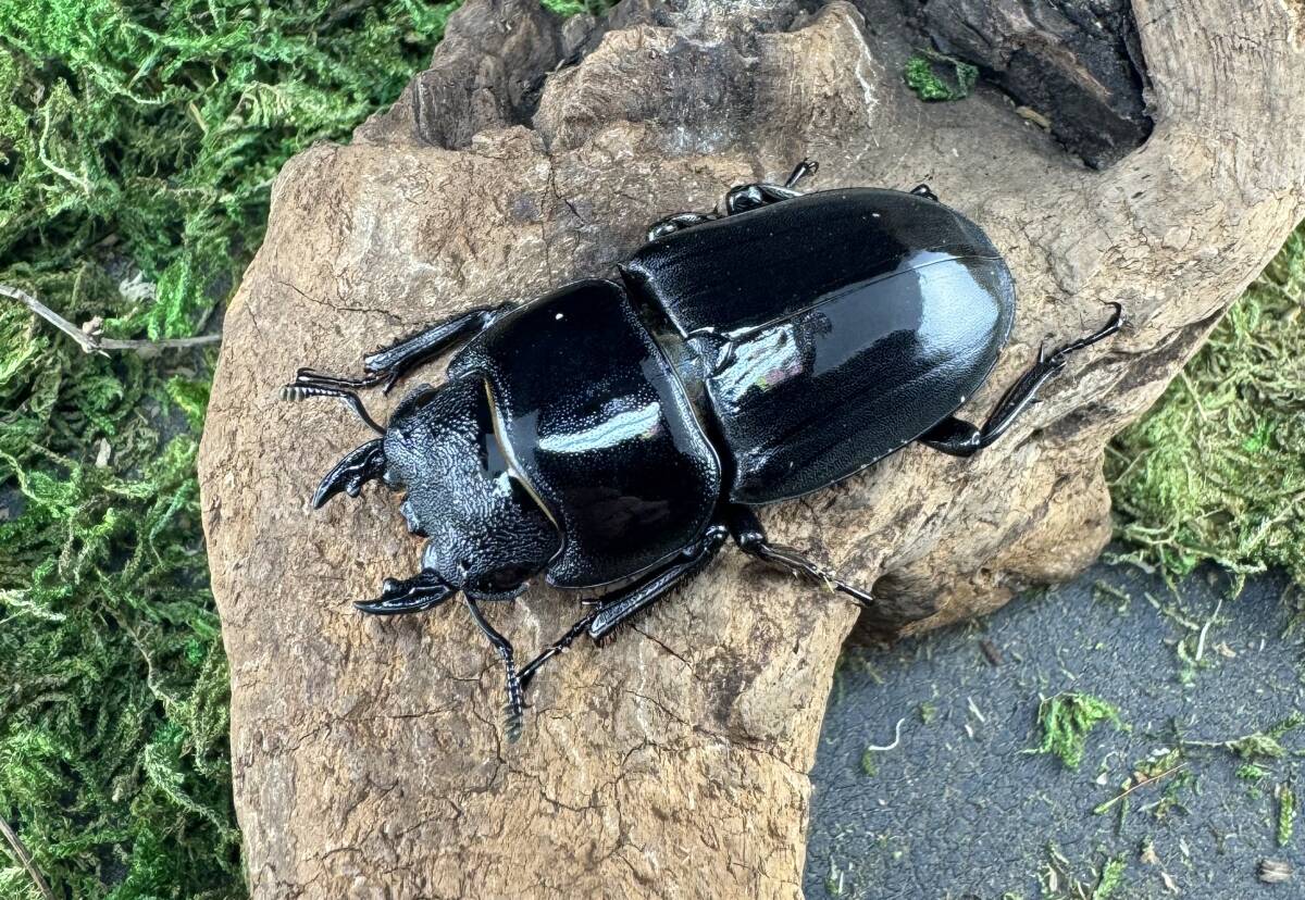 【未使用】パラワンオオヒラタ ♀単 DORCUS FUKUOKA累代 No.12の落札情報詳細 - Yahoo!オークション落札価格検索 オークフリー