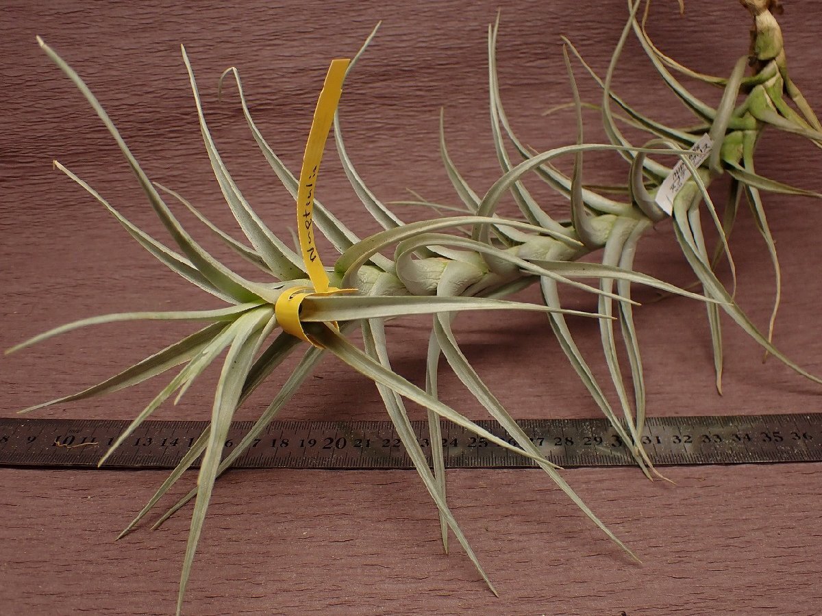 【やや傷や汚れあり】Tillandsia nuptialis チランジア・ヌプティアリス 154★エアプランツTIの落札情報詳細 ...