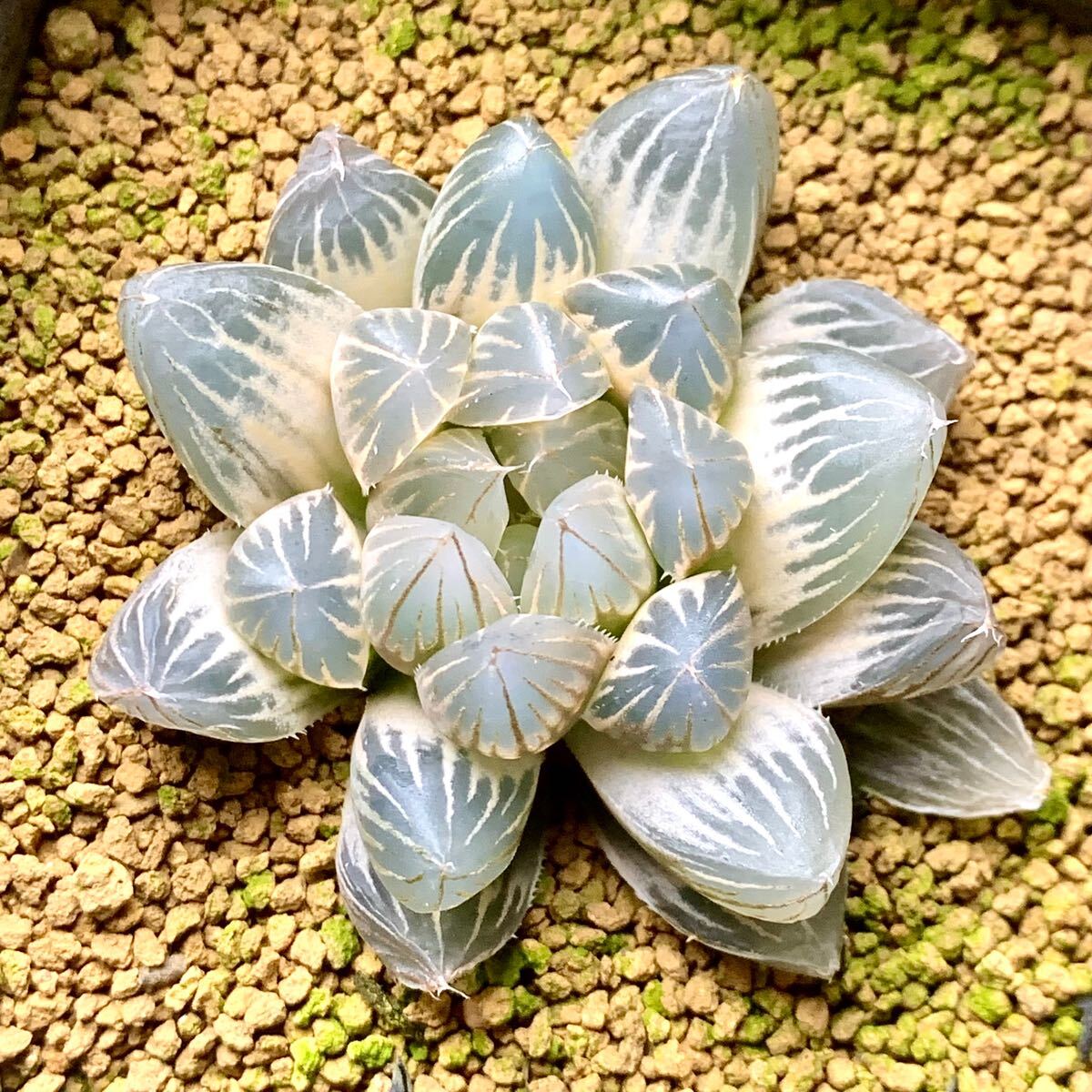 【未使用】 Fareal B68 ハオルチア 本間般若N1 大株の落札情報詳細 - Yahoo!オークション落札価格検索 オークフリー