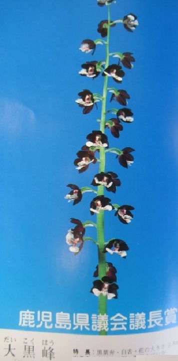 【やや傷や汚れあり】80Nえびね蘭 82 大黒峰 ジエビネ 山野草 エビネランの落札情報詳細 - Yahoo!オークション落札価格検索 オークフリー