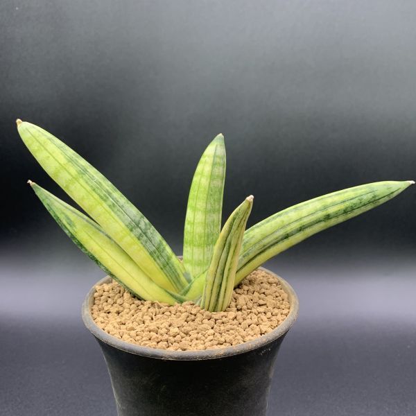 【目立った傷や汚れなし】01【希少】多肉植物 サンスベリア ボンセレンシス 斑入 Sansevieria Boncel Variegated ...