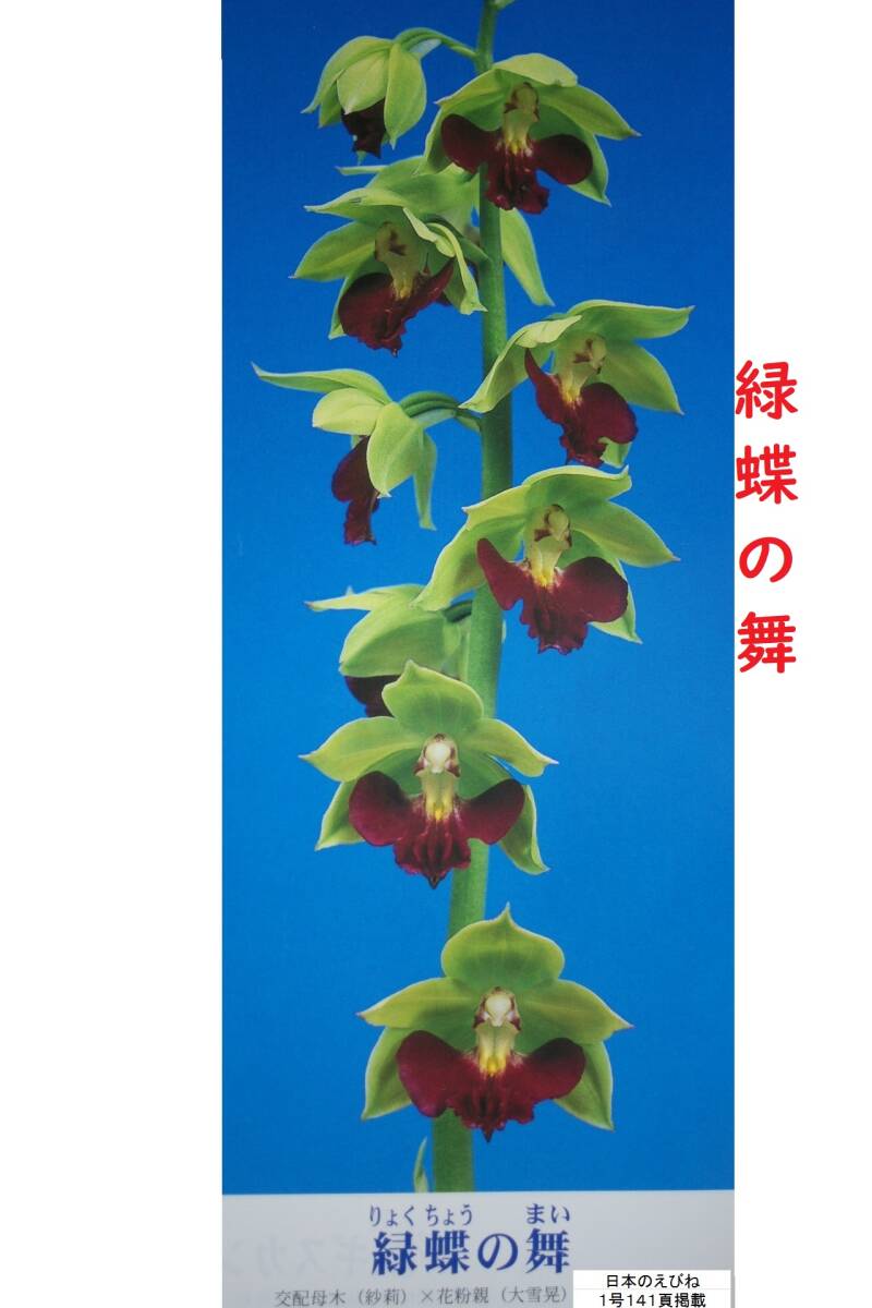 【やや傷や汚れあり】80Kえびね蘭 114 緑蝶の舞 W芽 山野草エビネランの落札情報詳細 - Yahoo!オークション落札価格検索 オークフリー