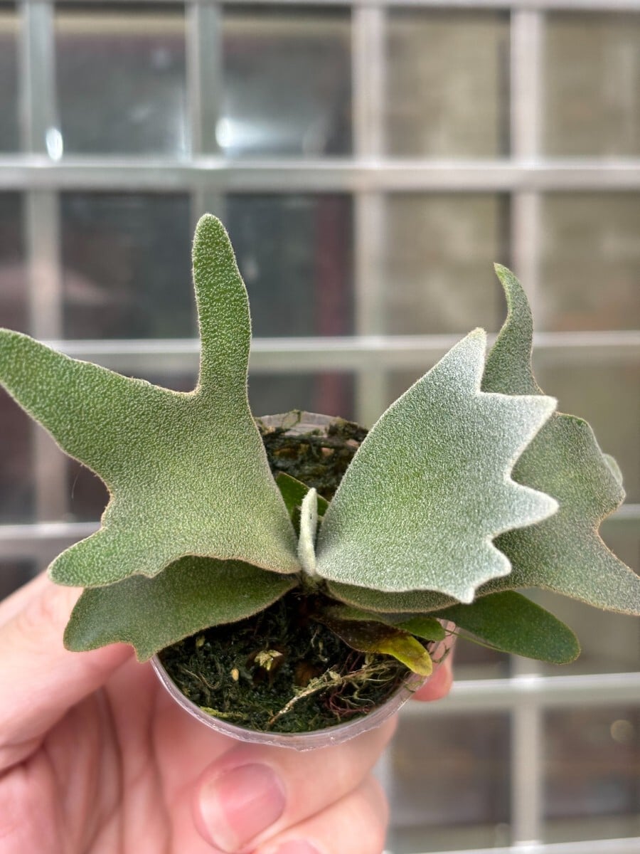 【やや傷や汚れあり】C3 P.Willinckii O.M.G sporelingの落札情報詳細 - Yahoo!オークション落札価格検索 ...