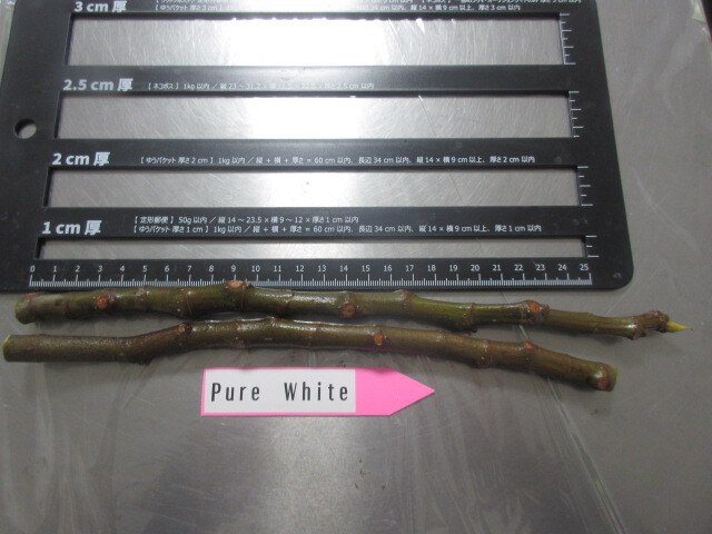 【中古】PURE WHITE JR.綾瀬なおの落札情報詳細 - Yahoo!オークション落札価格検索 オークフリー