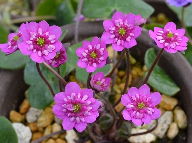 【未使用】雪割草F2【絵蒔（オリジナル）】二段唐子（558-1)の落札情報詳細 - Yahoo!オークション落札価格検索 オークフリー