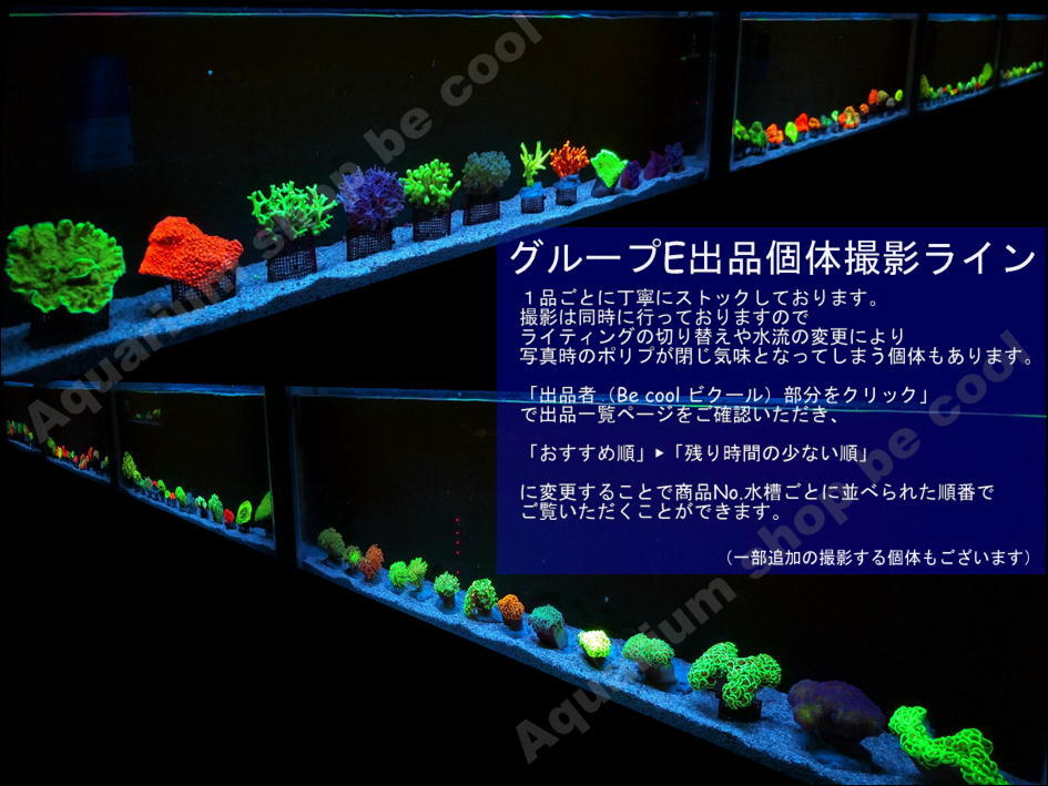 【未使用】E107 ナガレハナサンゴ（10cm前後）の落札情報詳細 - Yahoo!オークション落札価格検索 オークフリー