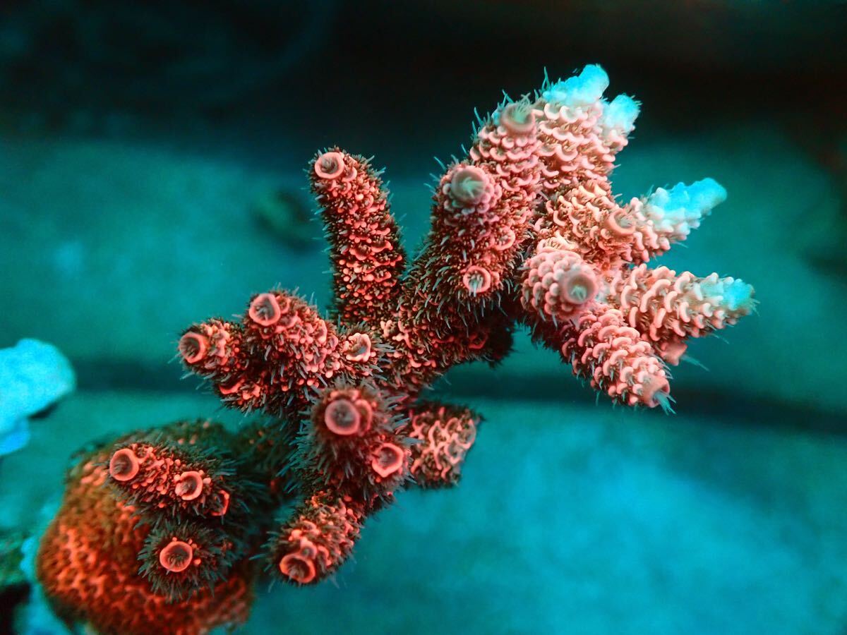 【目立った傷や汚れなし】,acropora millepora malaysian pink, ミドリイシ ハイマツミドリイシ サンゴ SPS ...