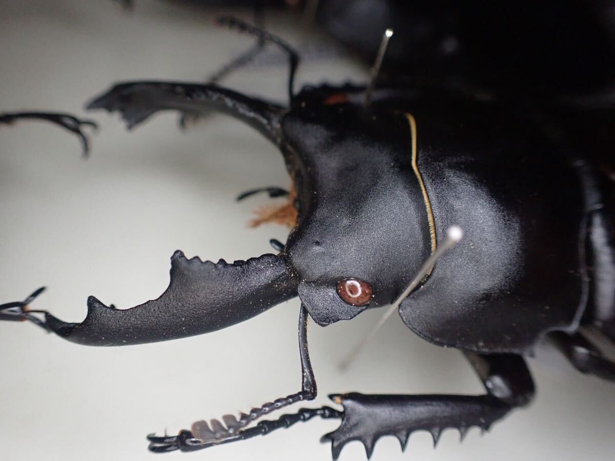 【新品】南ベトナム産 珍マルバネクワガタ Neolucanus baongocae ♂41mmの落札情報詳細 - Yahoo!オークション落札 ...