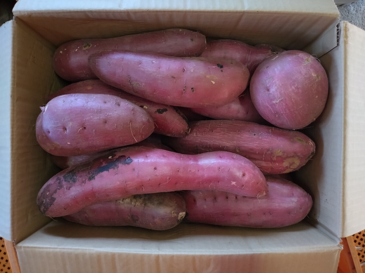 【全体的に状態が悪い】94 おつとめ品 さつまいも 紅はるか 2Lサイズ 10kg 訳ありの落札情報詳細 - Yahoo!オークション落札価格検索 オークフリー