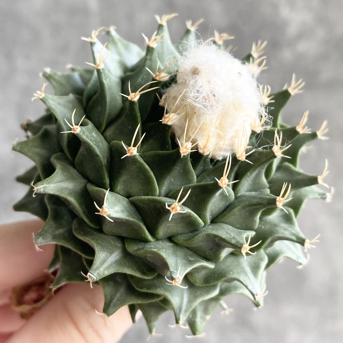 【未使用】【A2759】数量限定販売！【 極上特大実生株！ オブレゴニア 帝冠 】 実生株 Obregonia denegrii サボテンの落札情報詳細 - Yahoo!オークション落札価格 ...