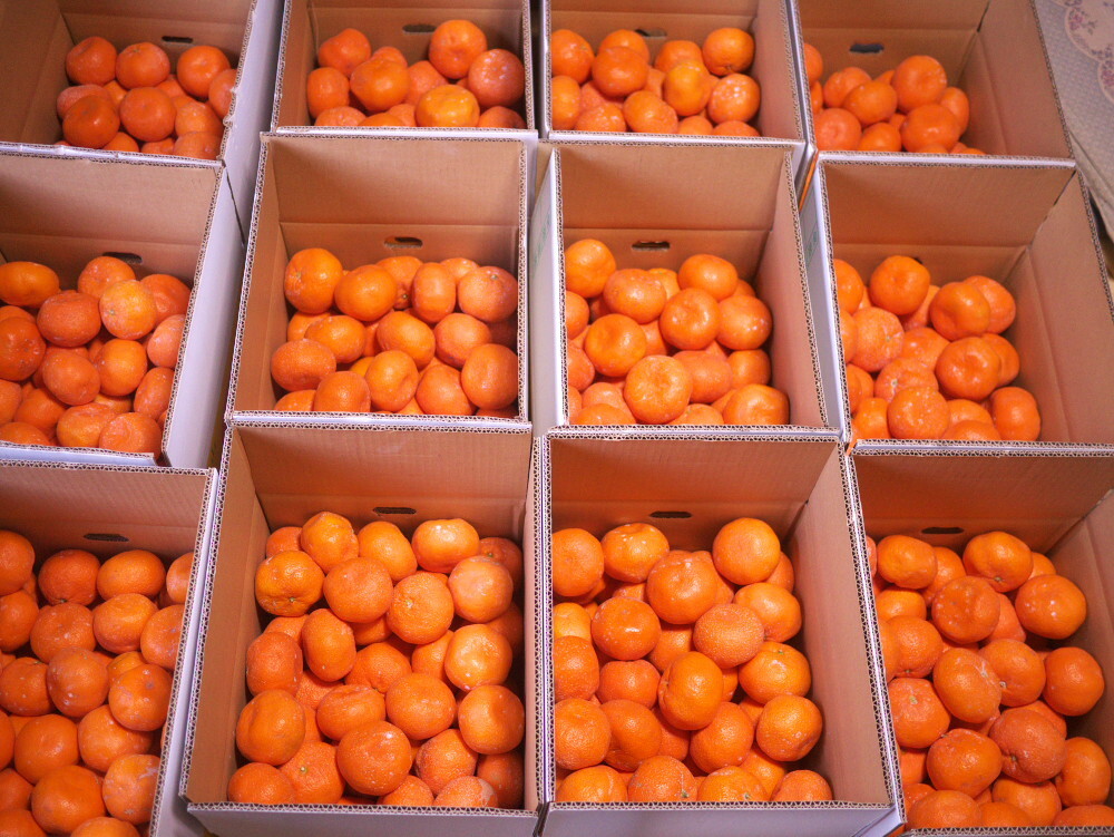 【未使用】蔵出し温州みかん L~2L(10kg) /No1 【和歌山生産者直送/送料無料】の落札情報詳細 - Yahoo!オークション落札価格 ...